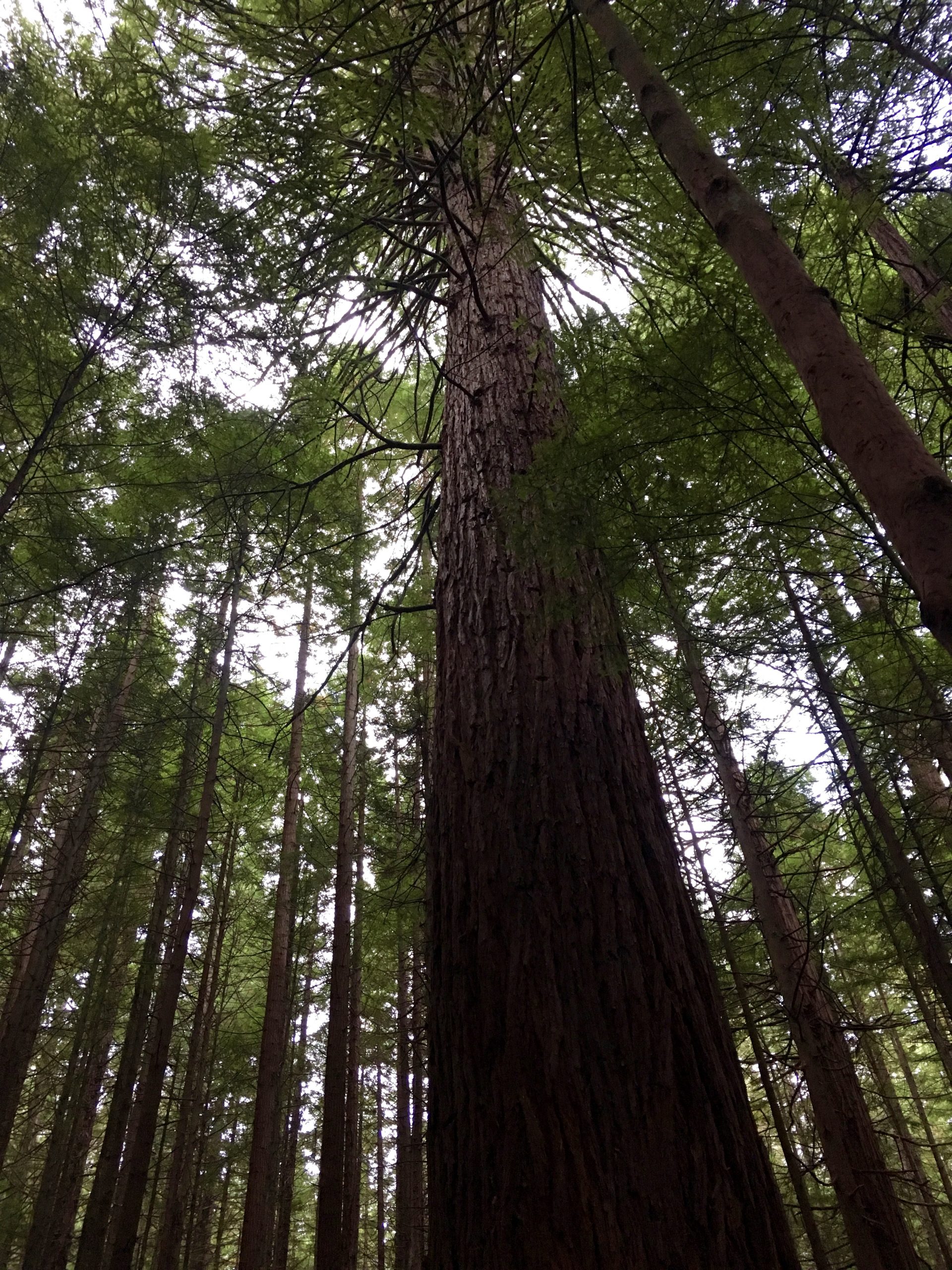 Rotorua trees – Corpus