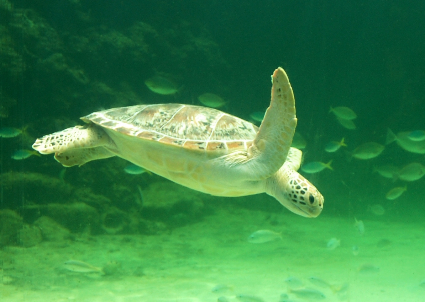 turtle swimming – Corpus
